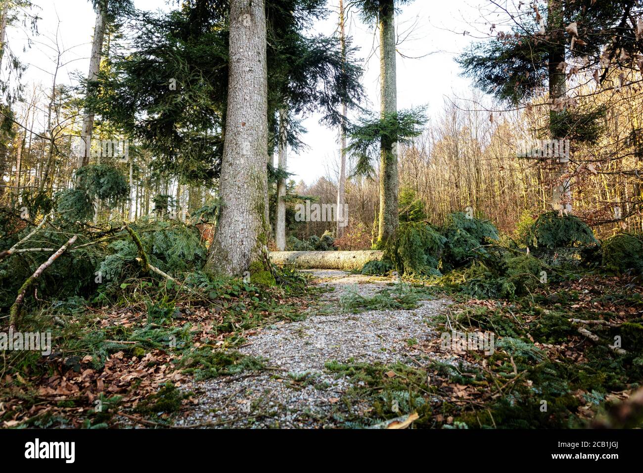 scenery shot of a storm damaged forest, broken trees after hurricane in ...