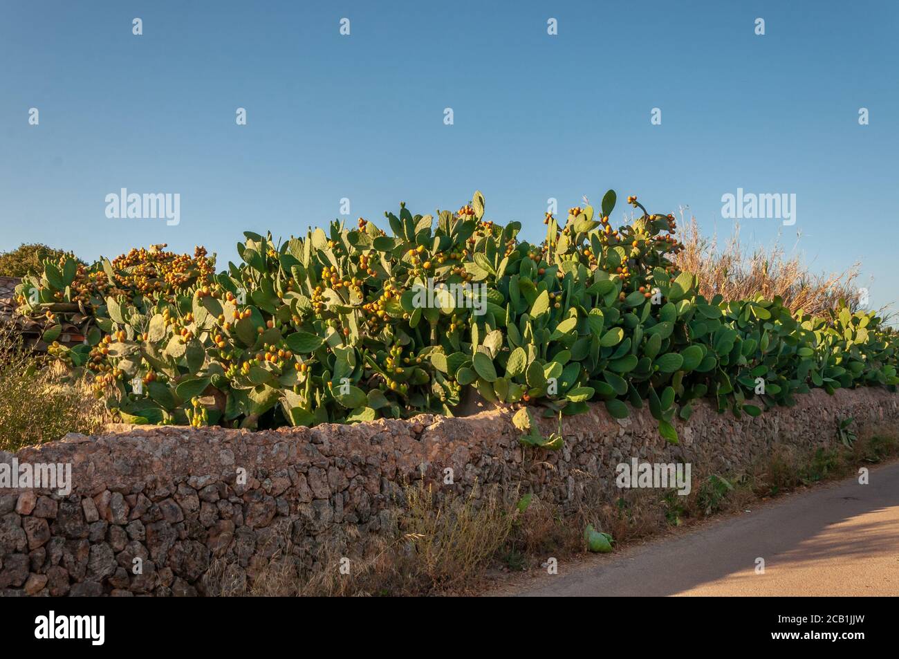 Image of a prickly pear tree with prickly pears. Island of Mallorca ...