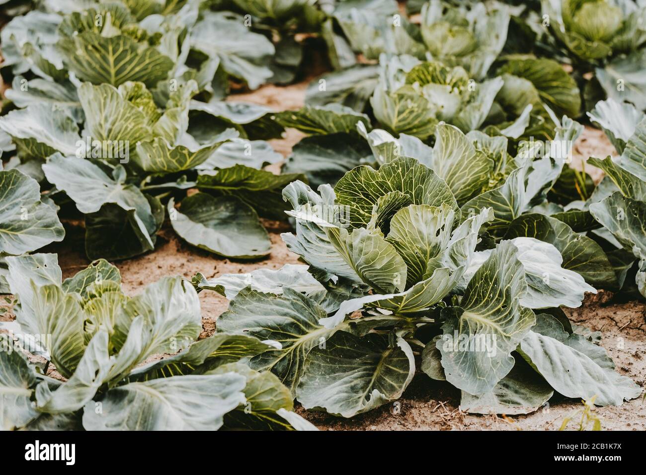 Farm fresh greens hi-res stock photography and images - Alamy