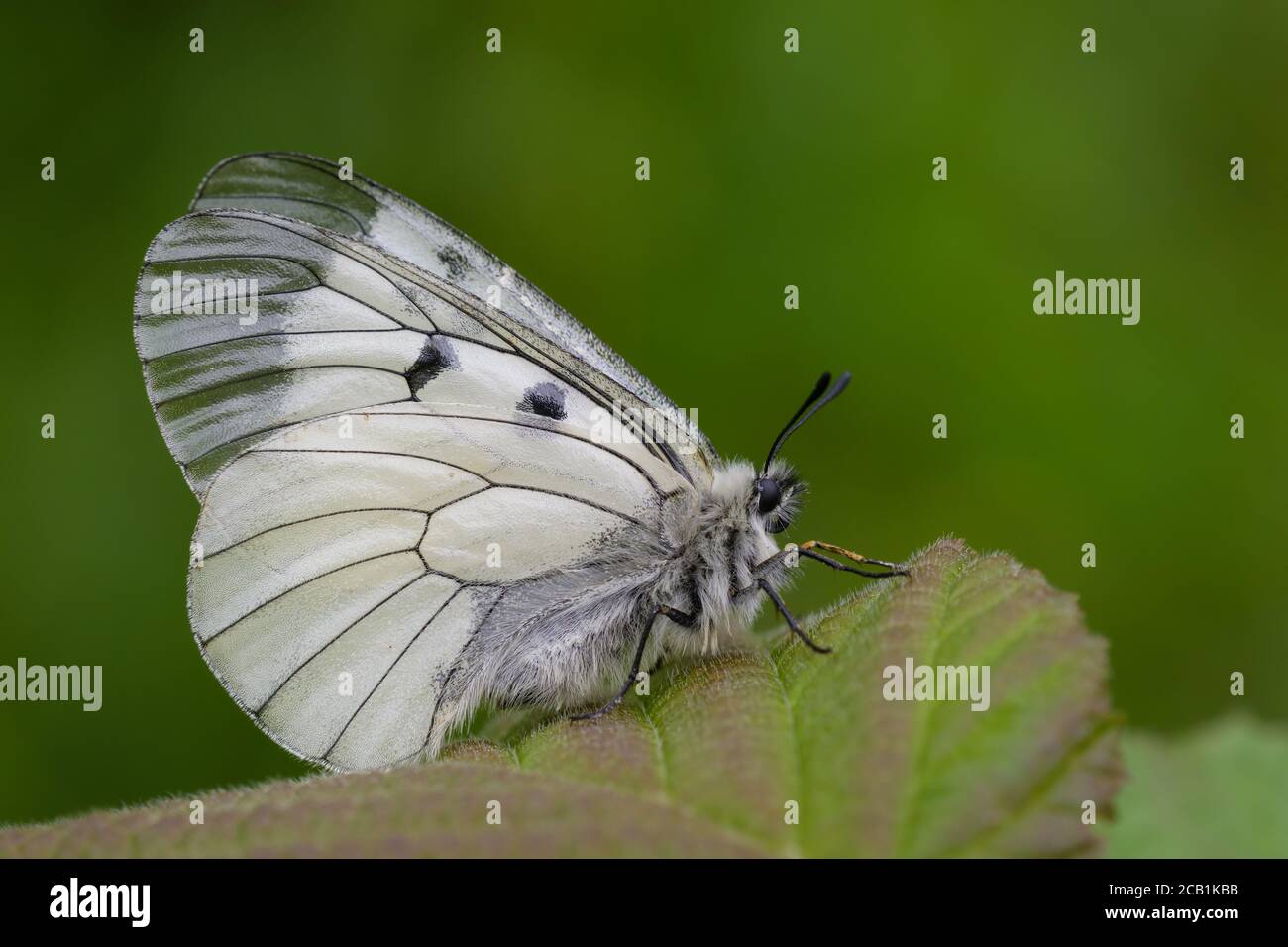 Clouded Apollo (Parnassius mnemosyne). Photo is taken in one of the few ...