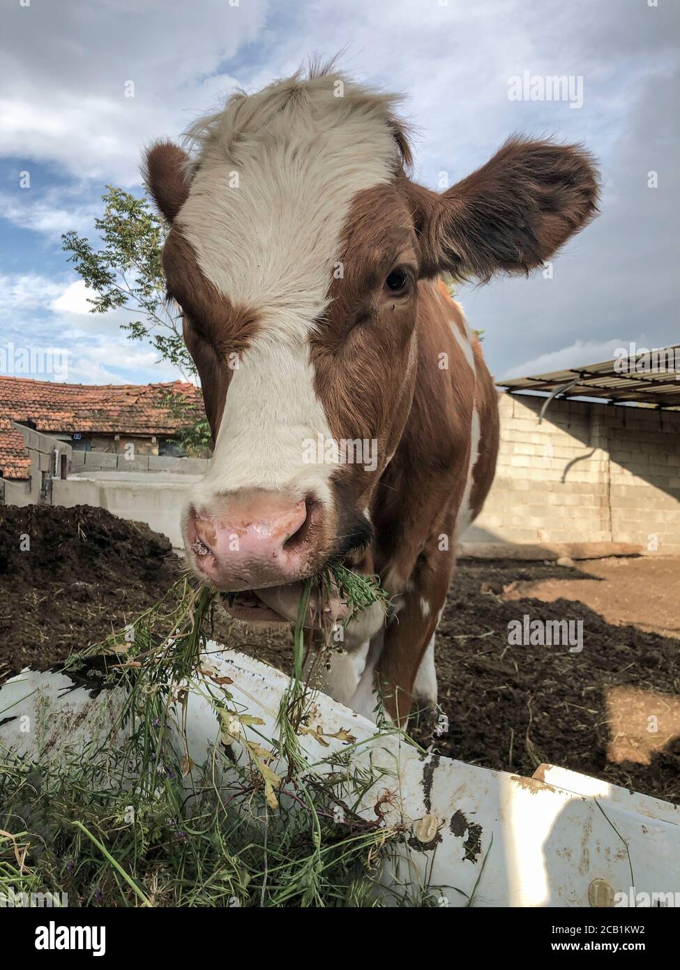 closeup of a cow feeding plant in a farm Stock Photo - Alamy