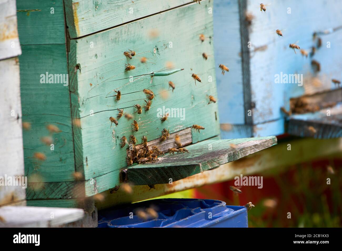 Closeup of bee hives with bees swarming around Stock Photo - Alamy