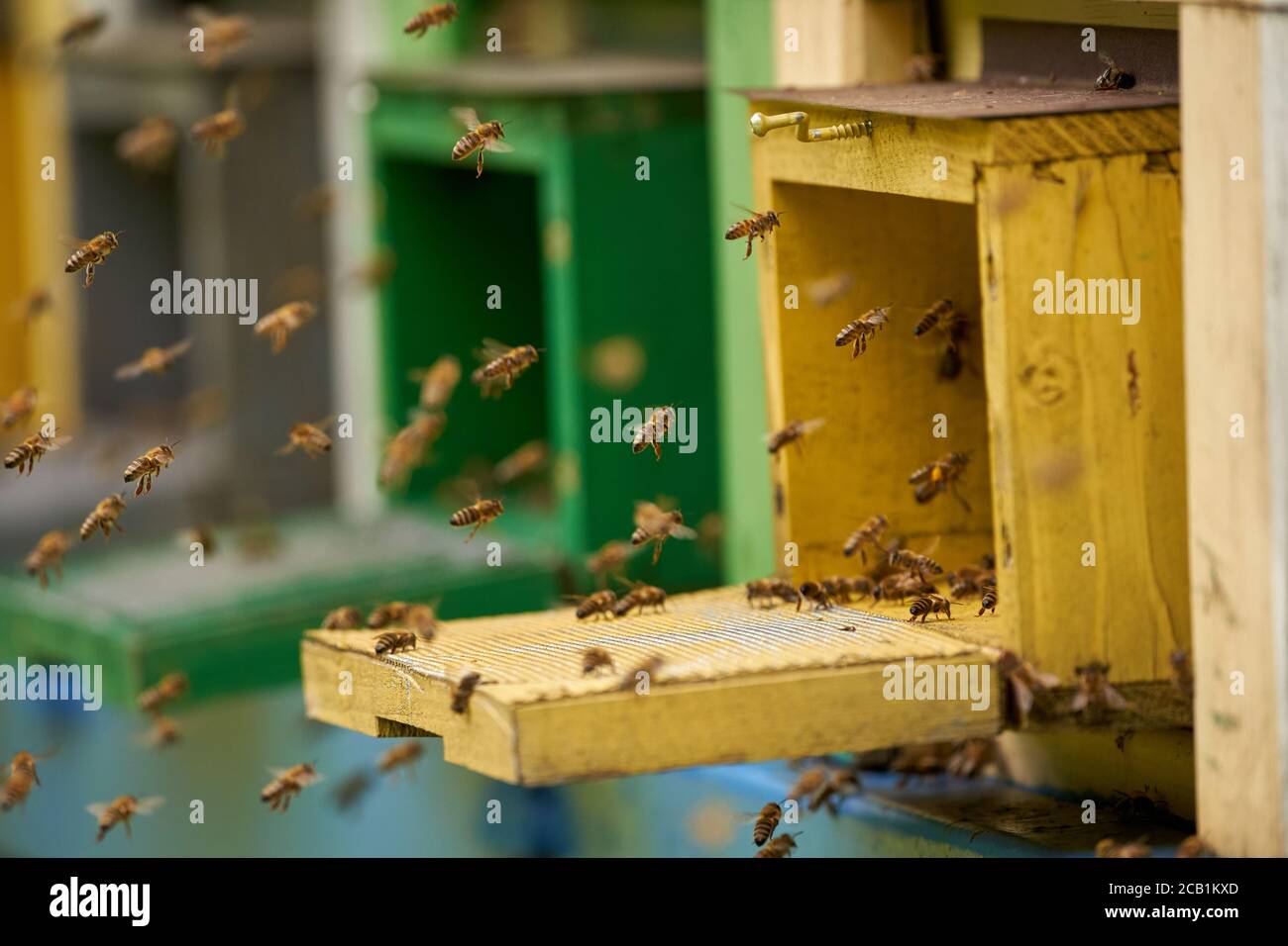 Closeup of bee hives with bees swarming around Stock Photo - Alamy