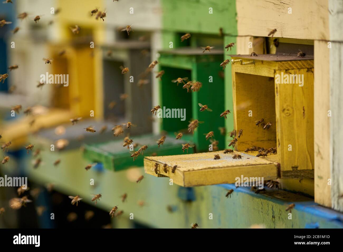 Closeup of bee hives with bees swarming around Stock Photo - Alamy