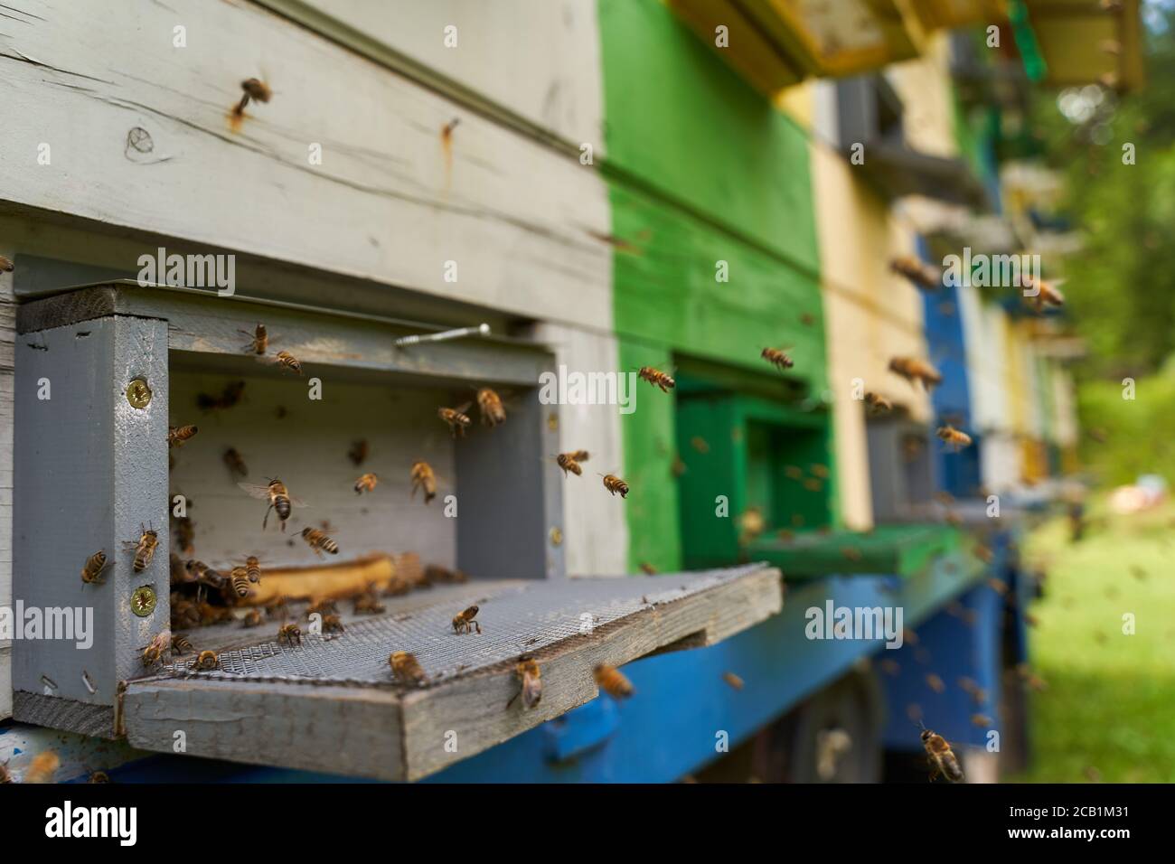 Closeup of bee hives with bees swarming around Stock Photo - Alamy