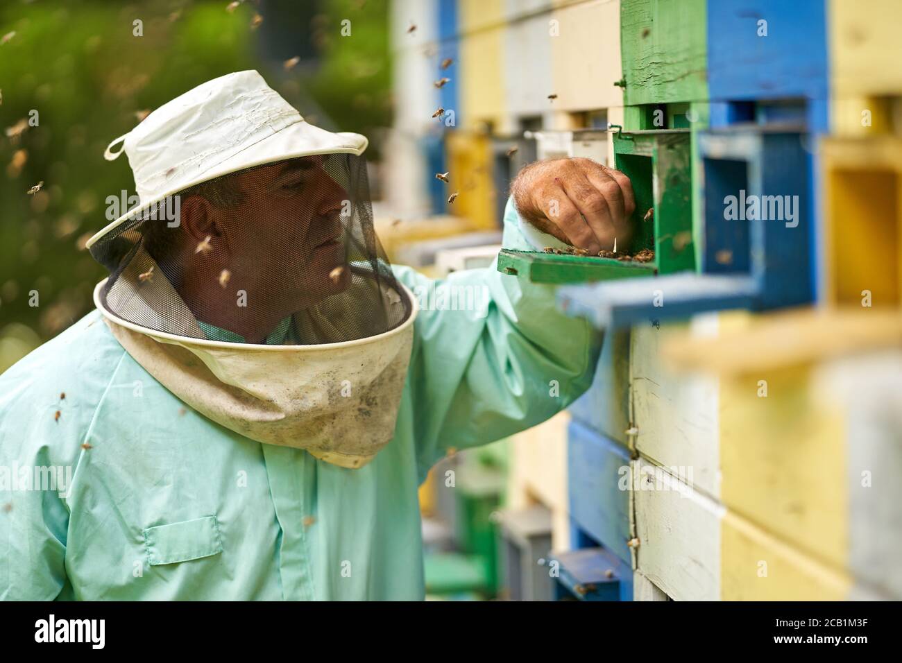 Beekeeper in overall protective gear checking the hives in his lorry ...