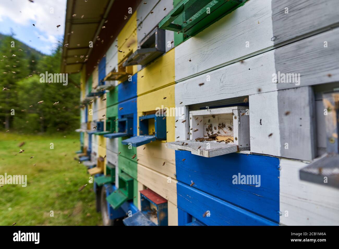 Closeup of bee hives with bees swarming around Stock Photo - Alamy