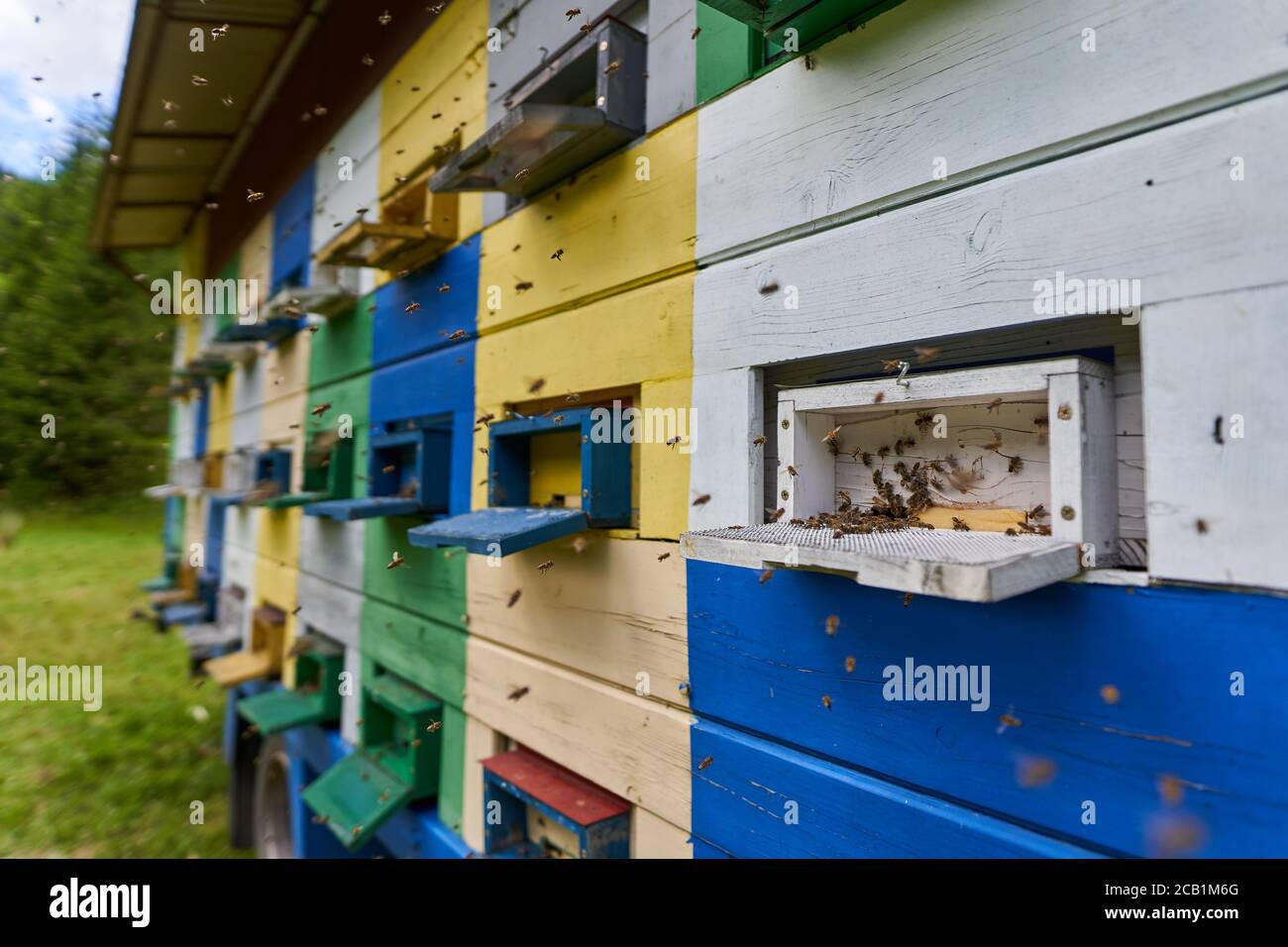 Closeup of bee hives with bees swarming around Stock Photo - Alamy