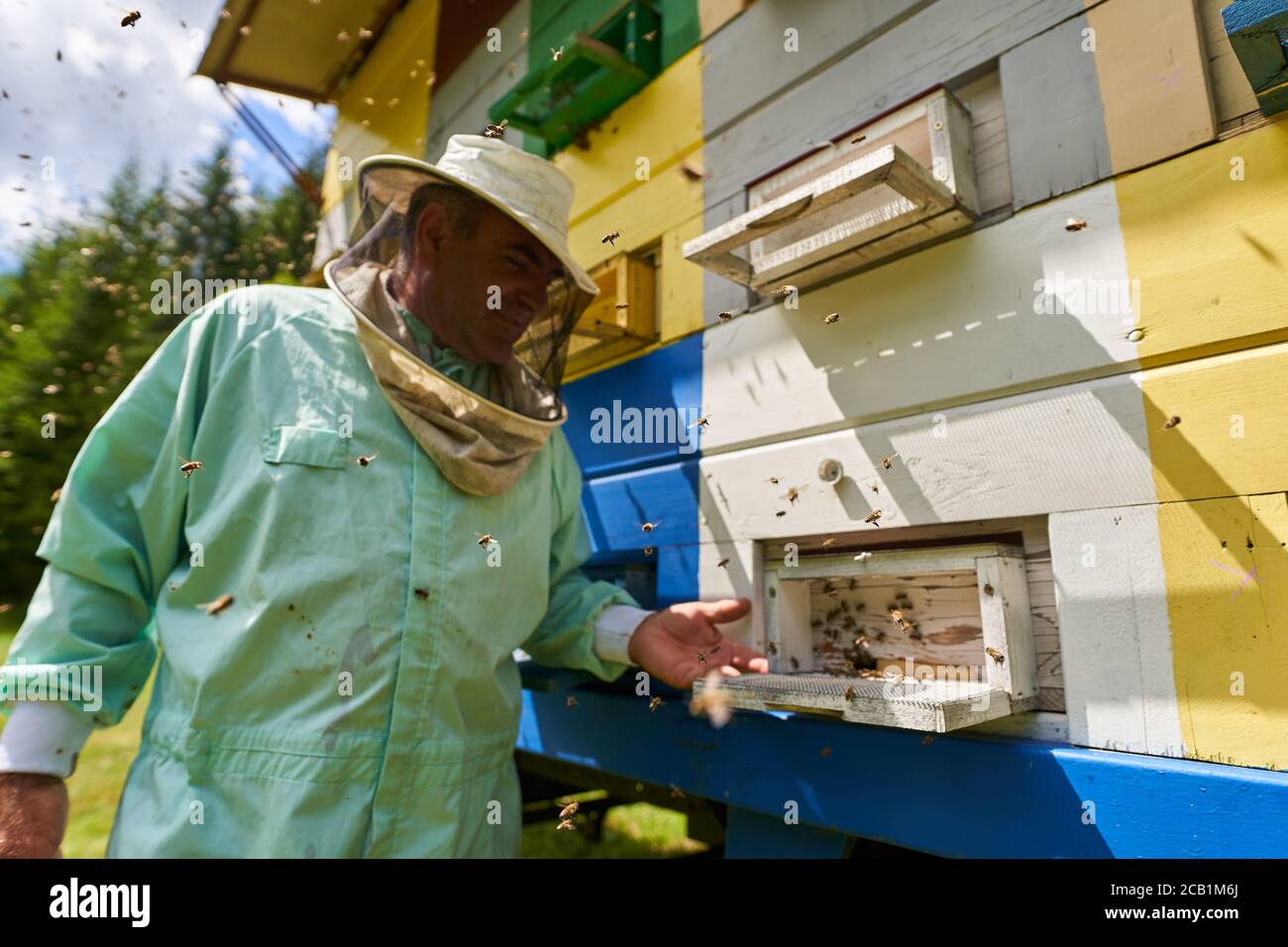 Beekeeper in overall protective gear checking the hives in his lorry ...
