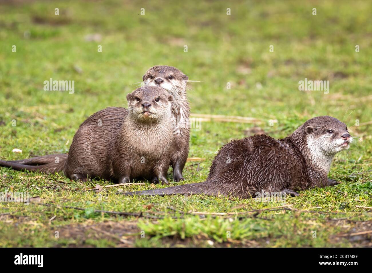 Oriental small-clawed otter, Aonyx cinereus, against green grass ...