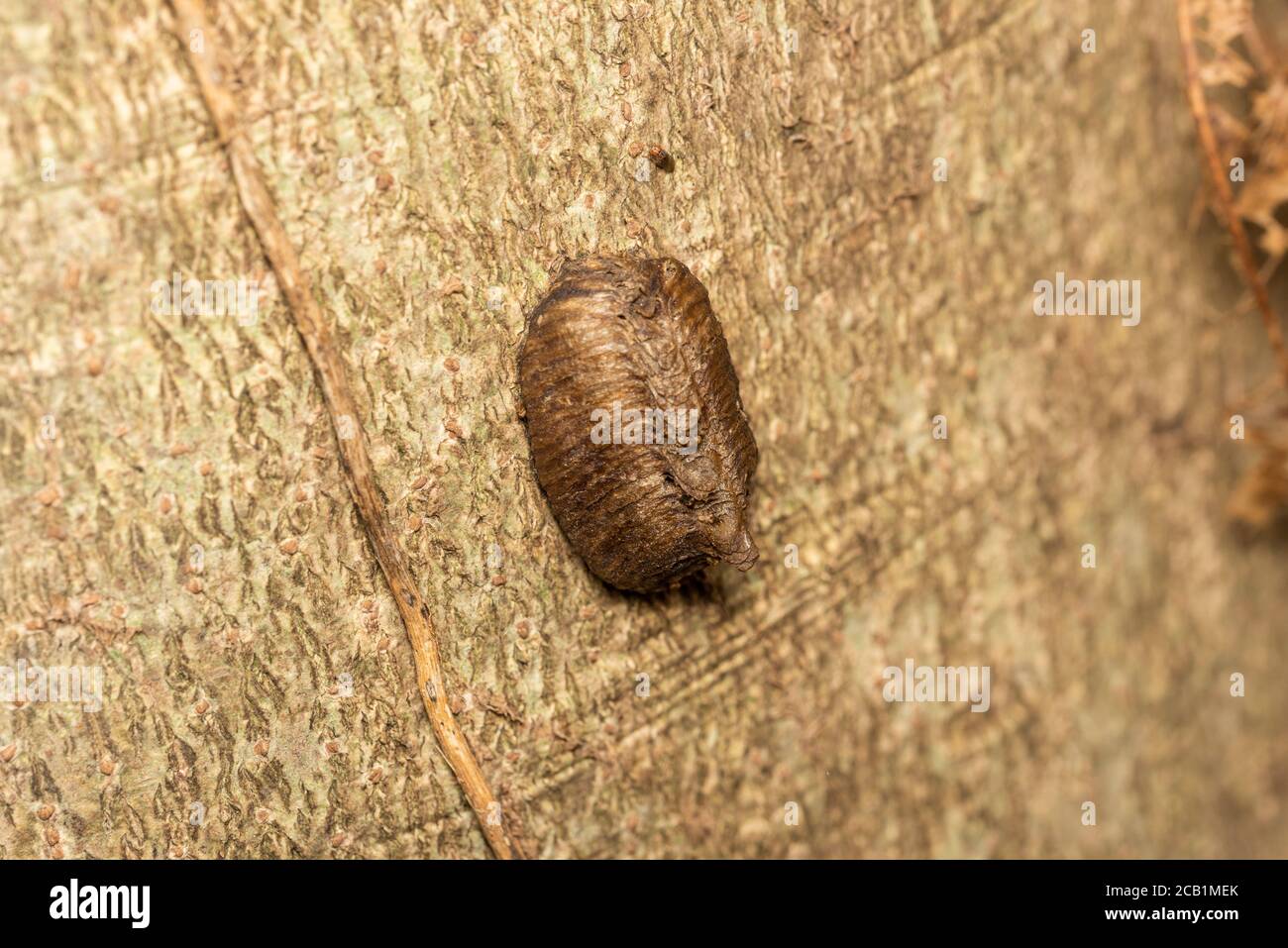 Egg of Harabiro Mantis (Hierodula patellifera), Isehara City, Kanagawa ...
