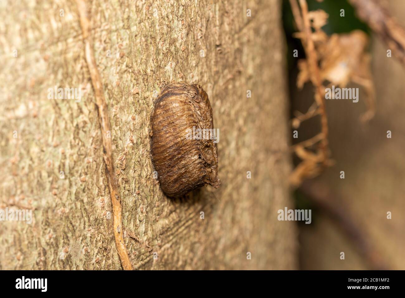 Hierodula hi-res stock photography and images - Alamy
