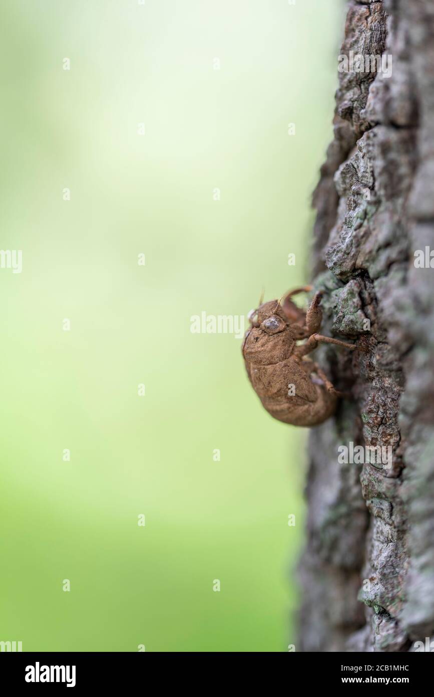 Cicada's shell of Platypleura kaempferi on Kunugi (sawtooth oak ...