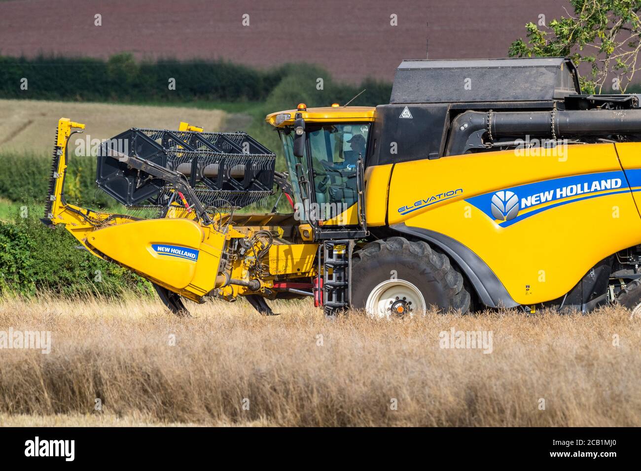 New Holland combine harvester harvesting oilseed rape Stock Photo - Alamy