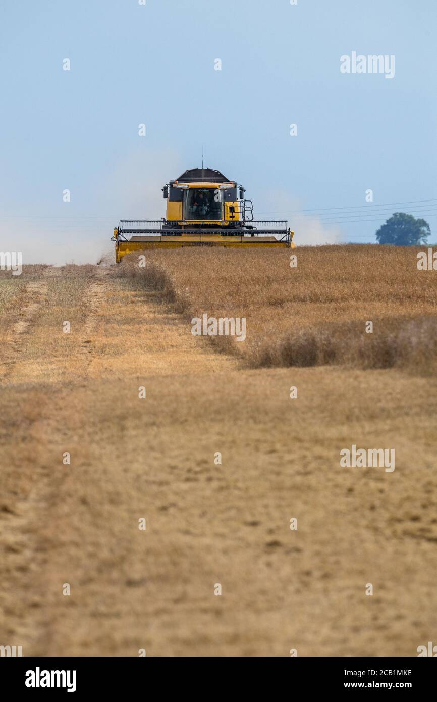 New Holland combine harvester harvesting oilseed rape Stock Photo - Alamy