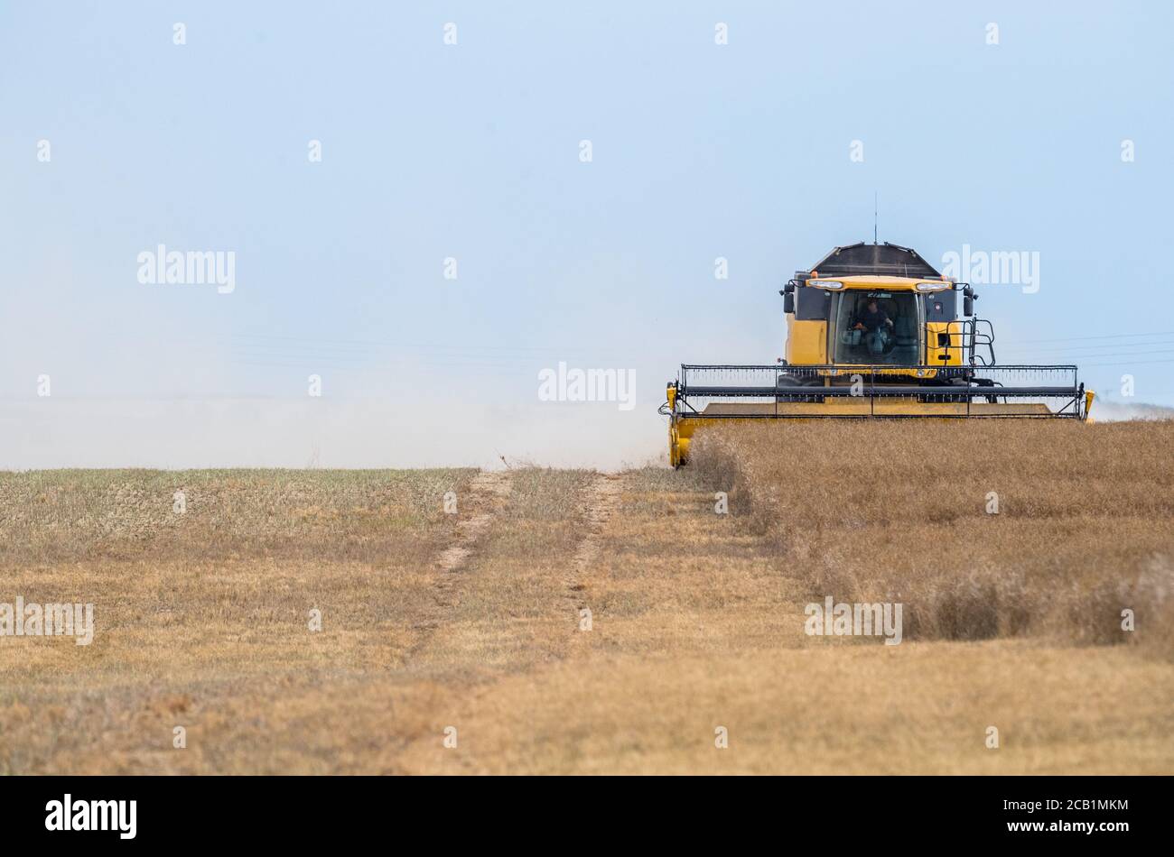 New Holland combine harvester harvesting oilseed rape Stock Photo - Alamy