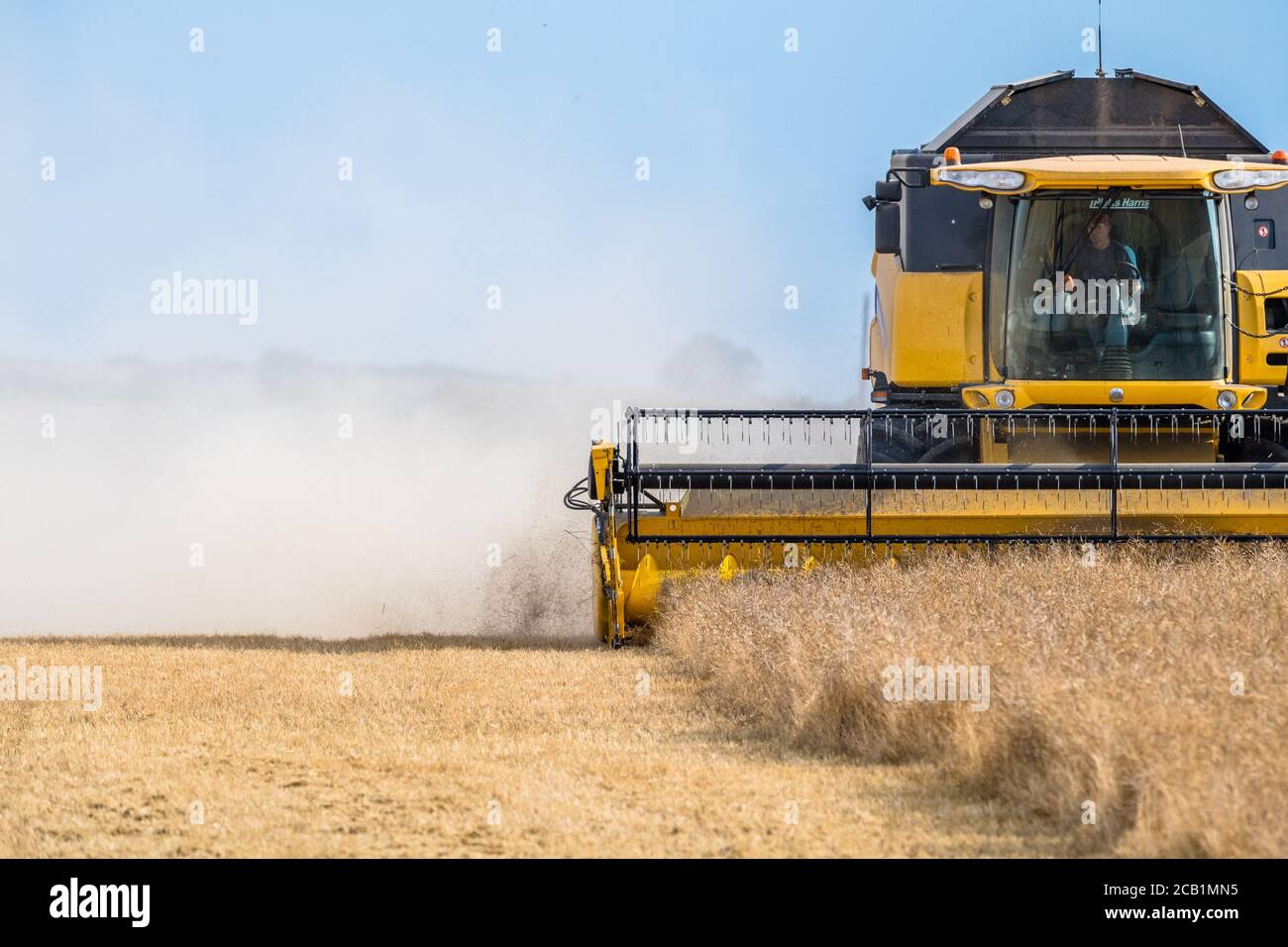 New Holland combine harvester harvesting oilseed rape Stock Photo - Alamy