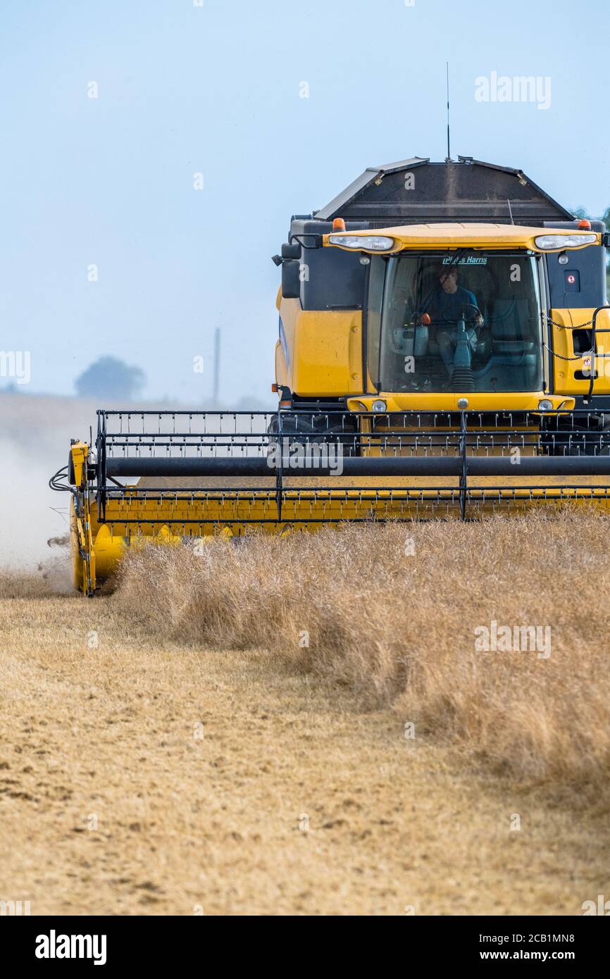 New Holland combine harvester harvesting oilseed rape Stock Photo - Alamy