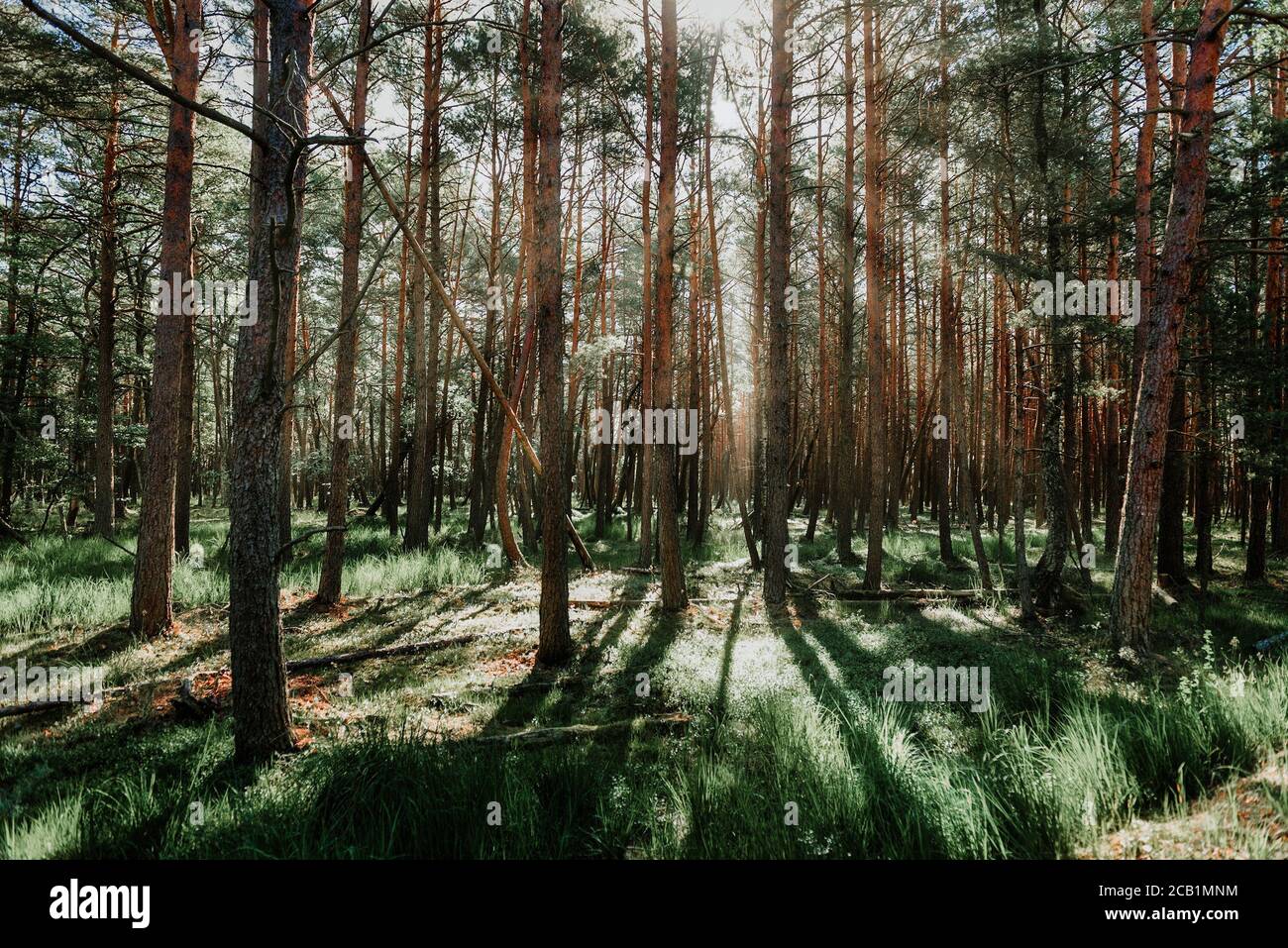 Scenic forest. Vintage forest background Stock Photo - Alamy
