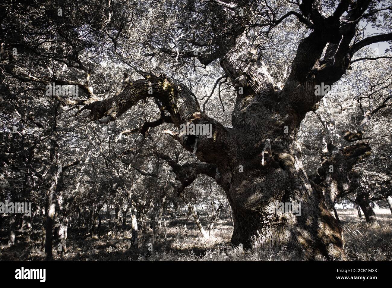 Old Mighty Tree High Resolution Stock Photography and Images - Alamy