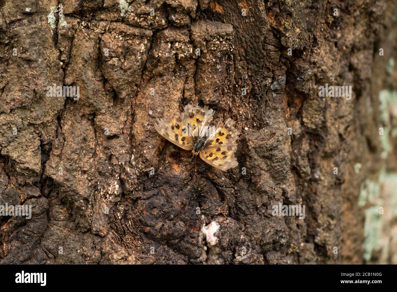 Asian Comma High Resolution Stock Photography and Images - Alamy