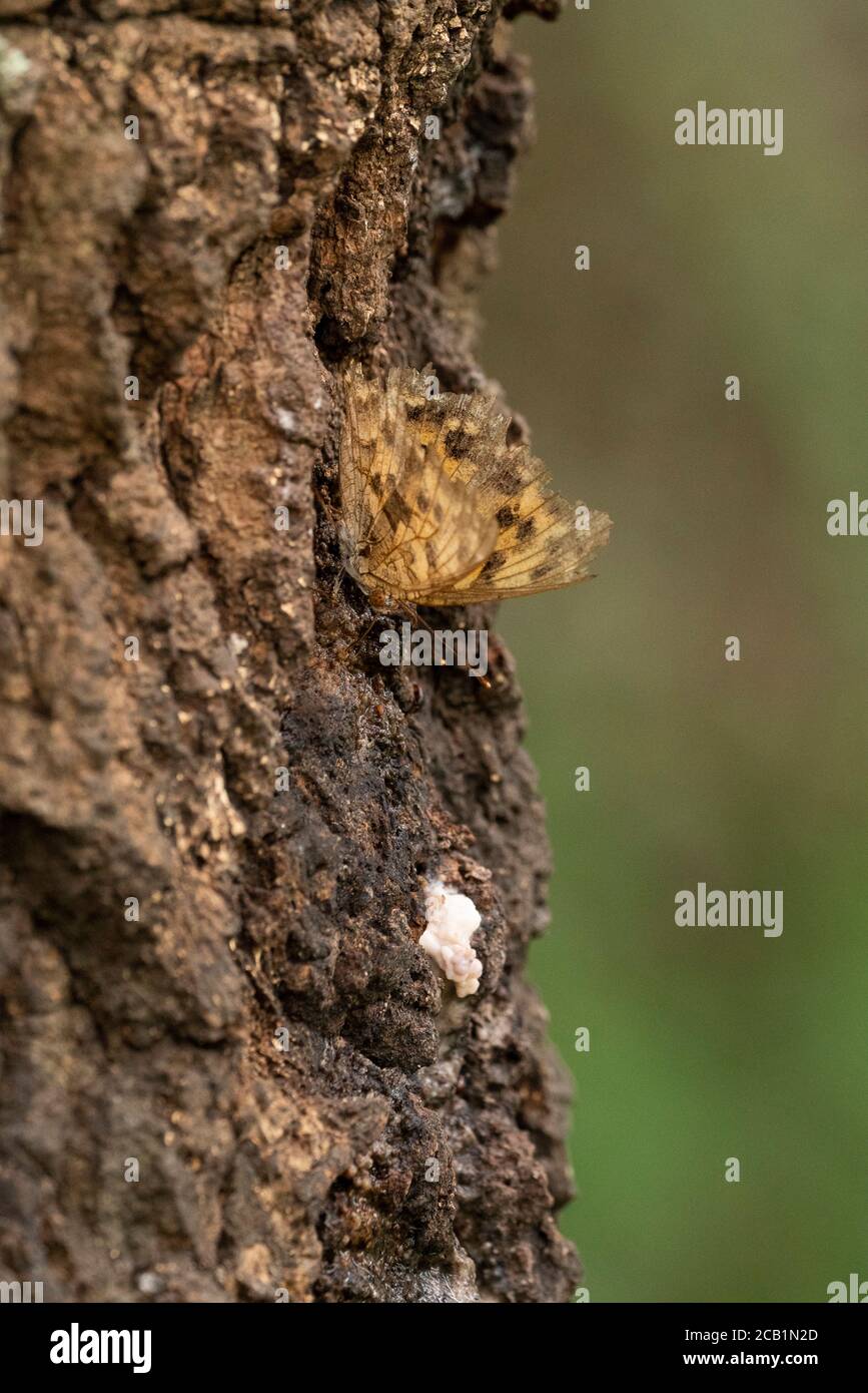 Asian Comma High Resolution Stock Photography and Images - Alamy
