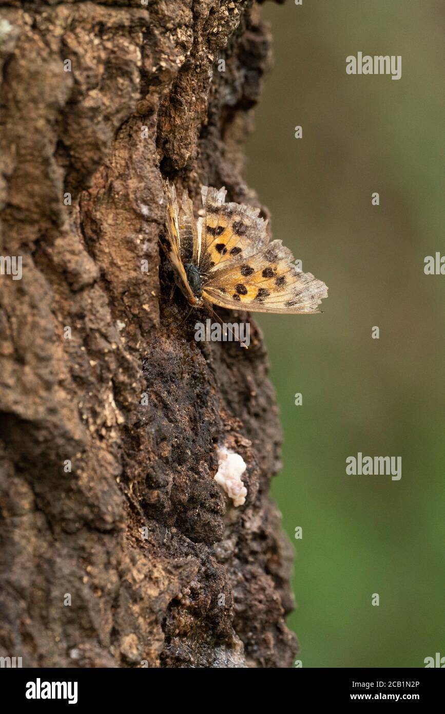 Asian Comma High Resolution Stock Photography and Images - Alamy