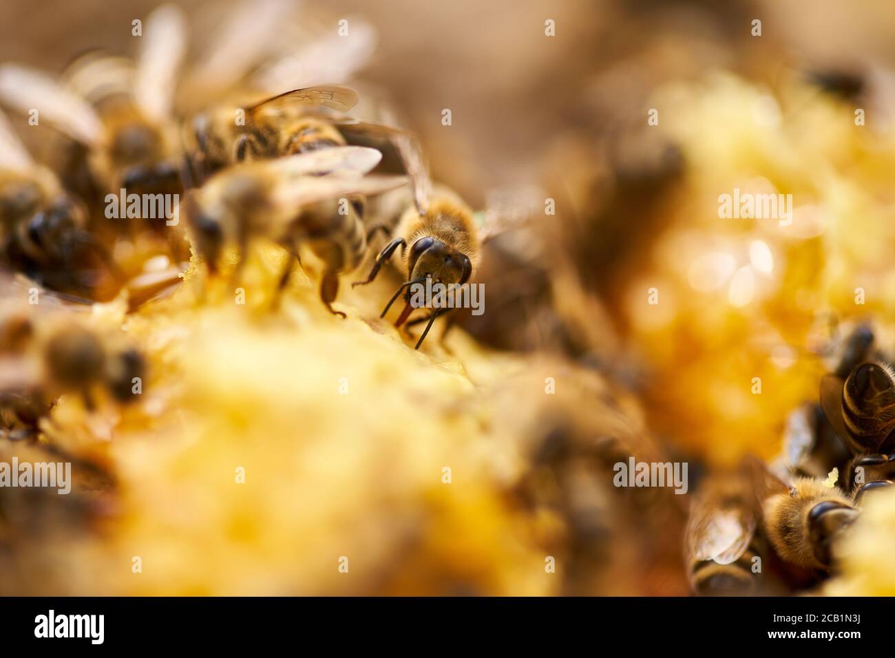 Bees swarming and feeding on the comb inside the hive Stock Photo - Alamy