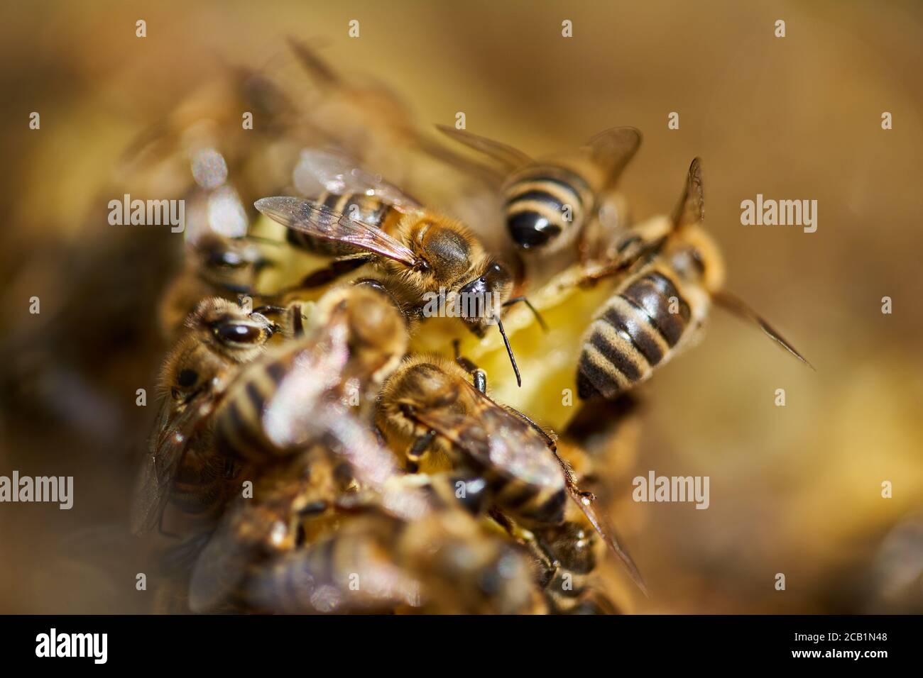Bees swarming and feeding on the comb inside the hive Stock Photo - Alamy