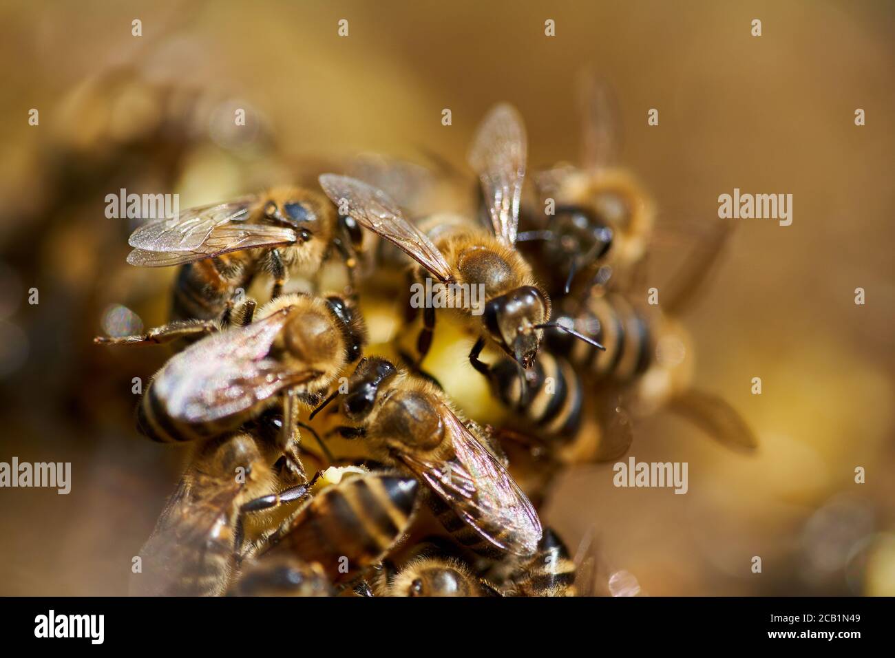 Bees swarming and feeding on the comb inside the hive Stock Photo - Alamy