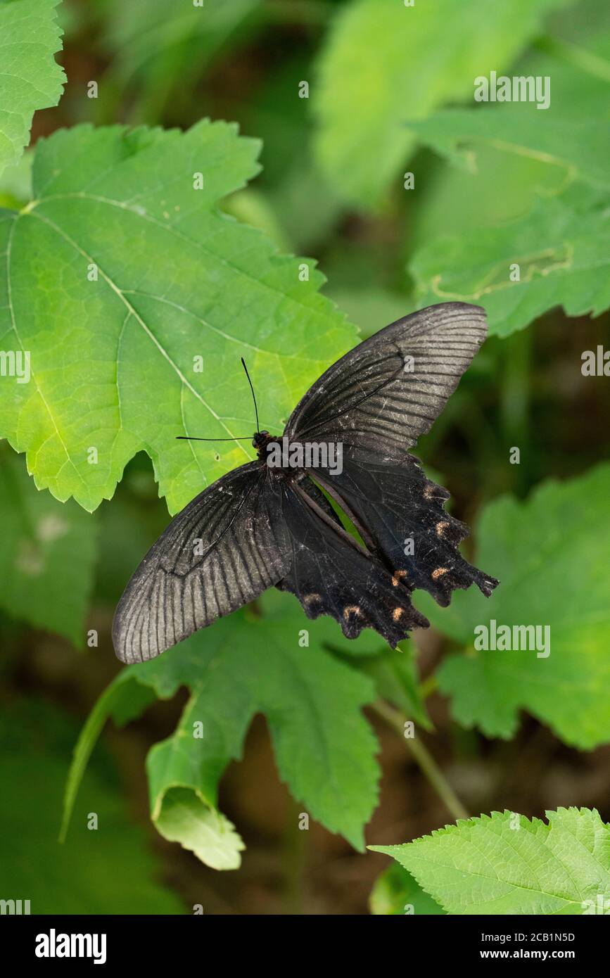 Spangle swallowtail hi-res stock photography and images - Alamy