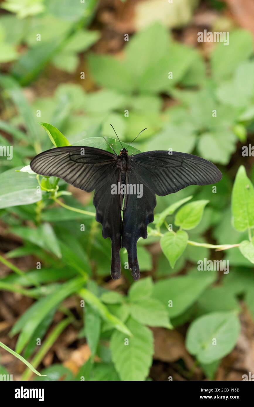 Spangle swallowtail hi-res stock photography and images - Alamy