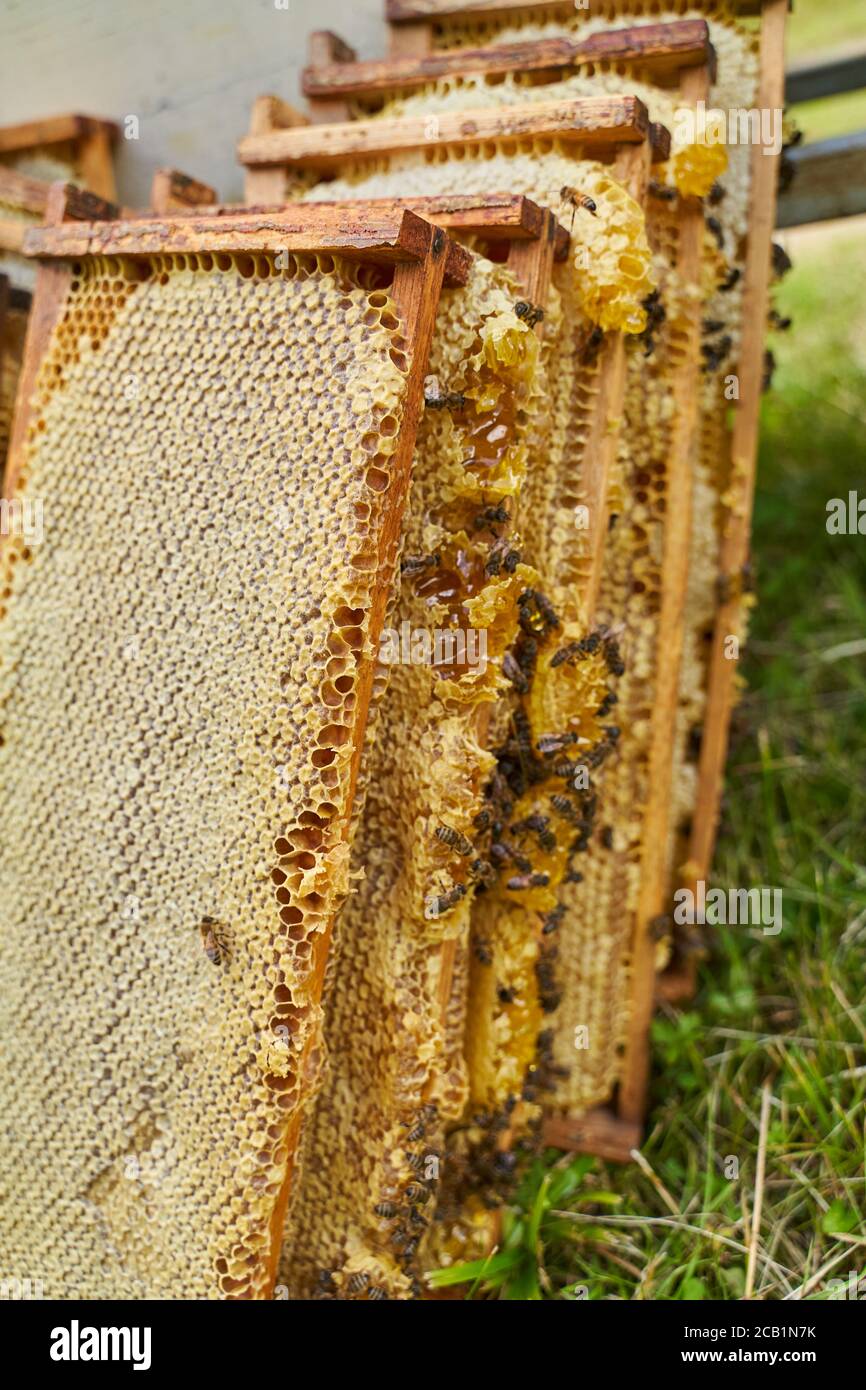 Combs full of honey getting extracted from the bee hive Stock Photo - Alamy