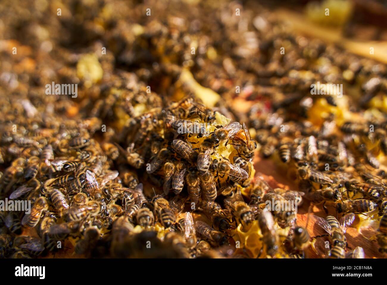 Bees swarming and feeding on the comb inside the hive Stock Photo - Alamy