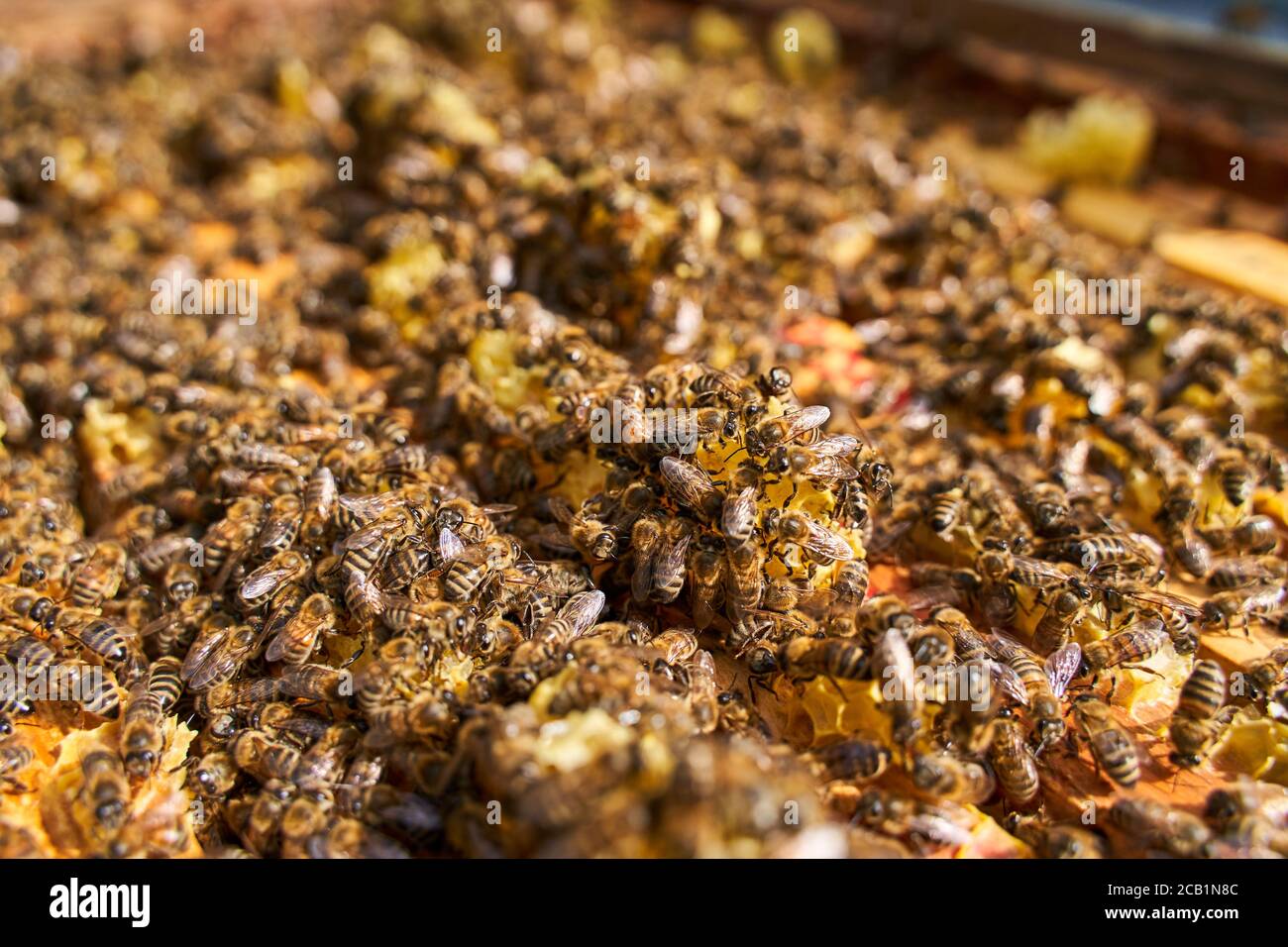 Bees swarming and feeding on the comb inside the hive Stock Photo - Alamy