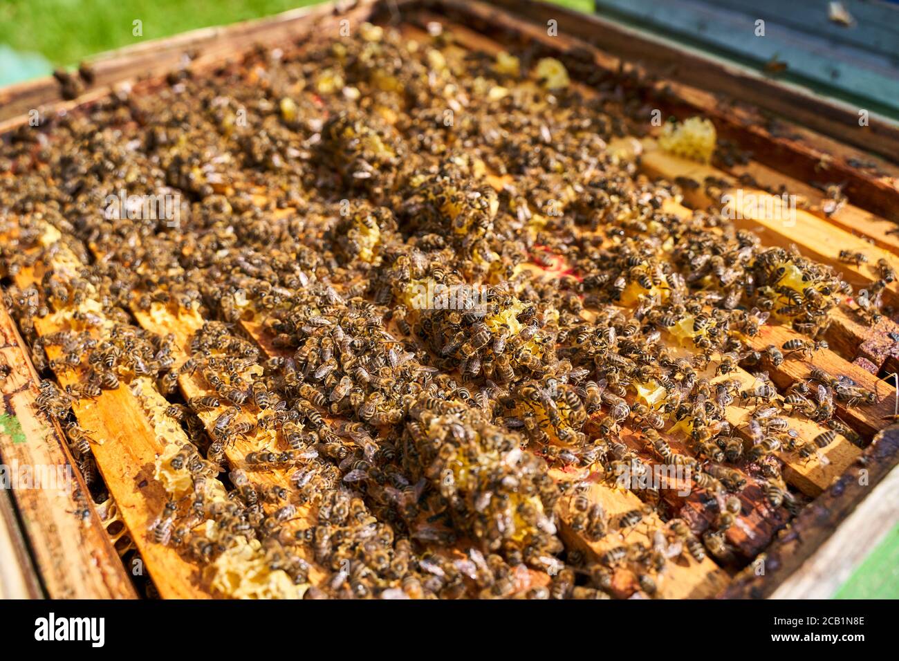 Bees swarming and feeding on the comb inside the hive Stock Photo - Alamy