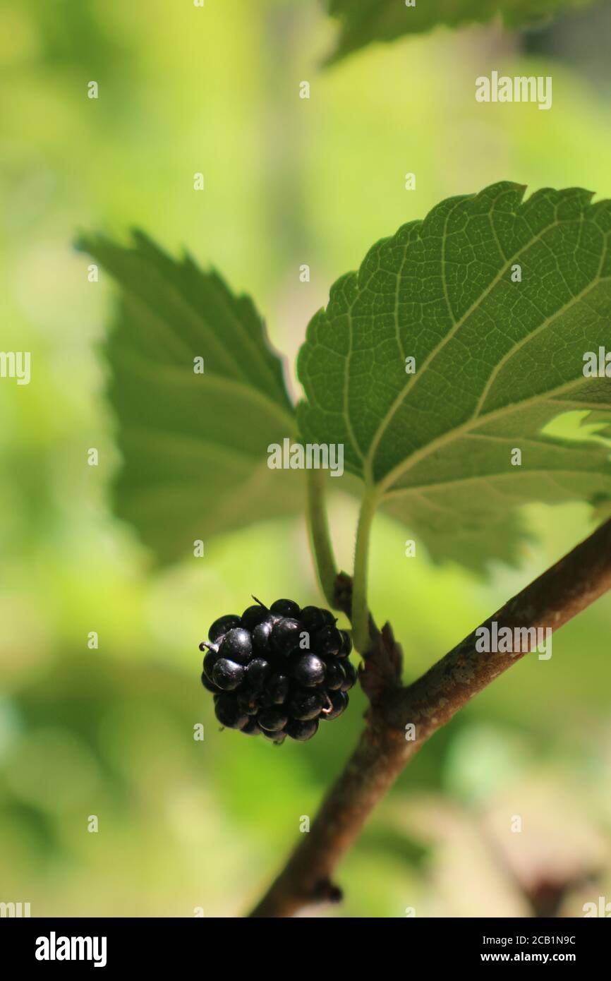 Single mulberry tree hi-res stock photography and images - Alamy