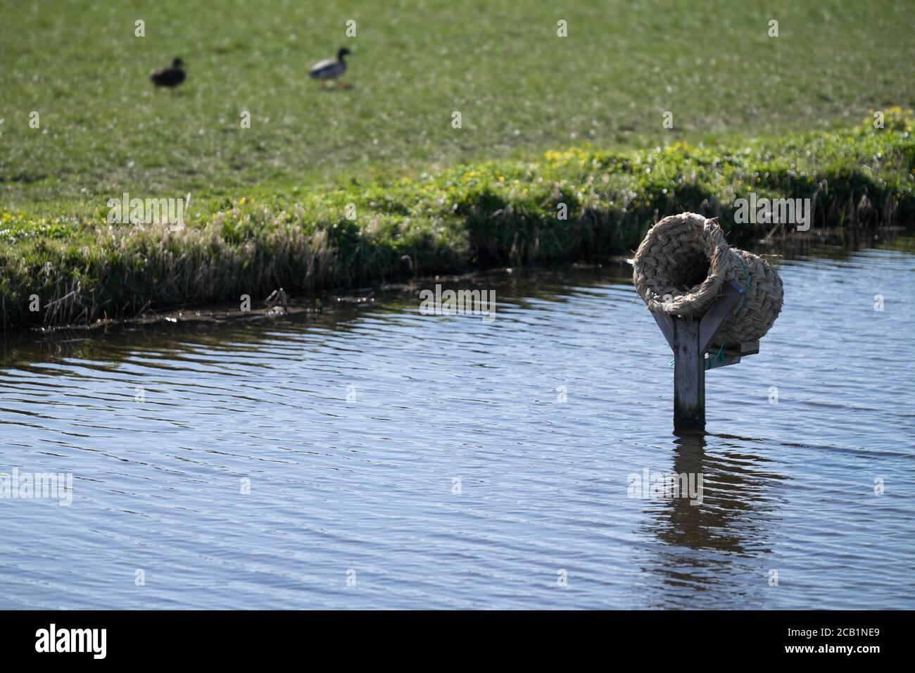 Ditch two water birds hi-res stock photography and images - Alamy