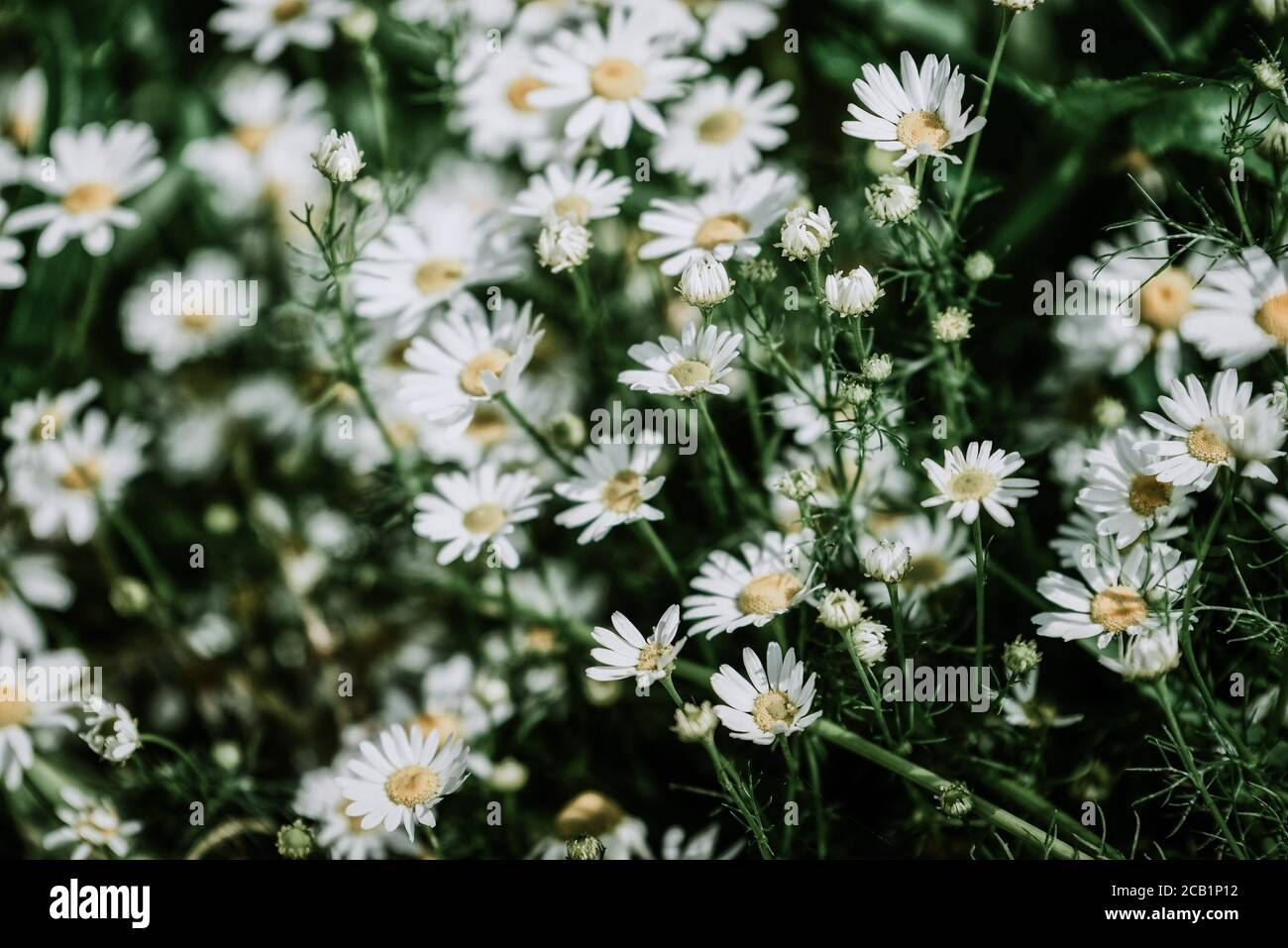 Field full white flowers camomiles hi-res stock photography and images ...