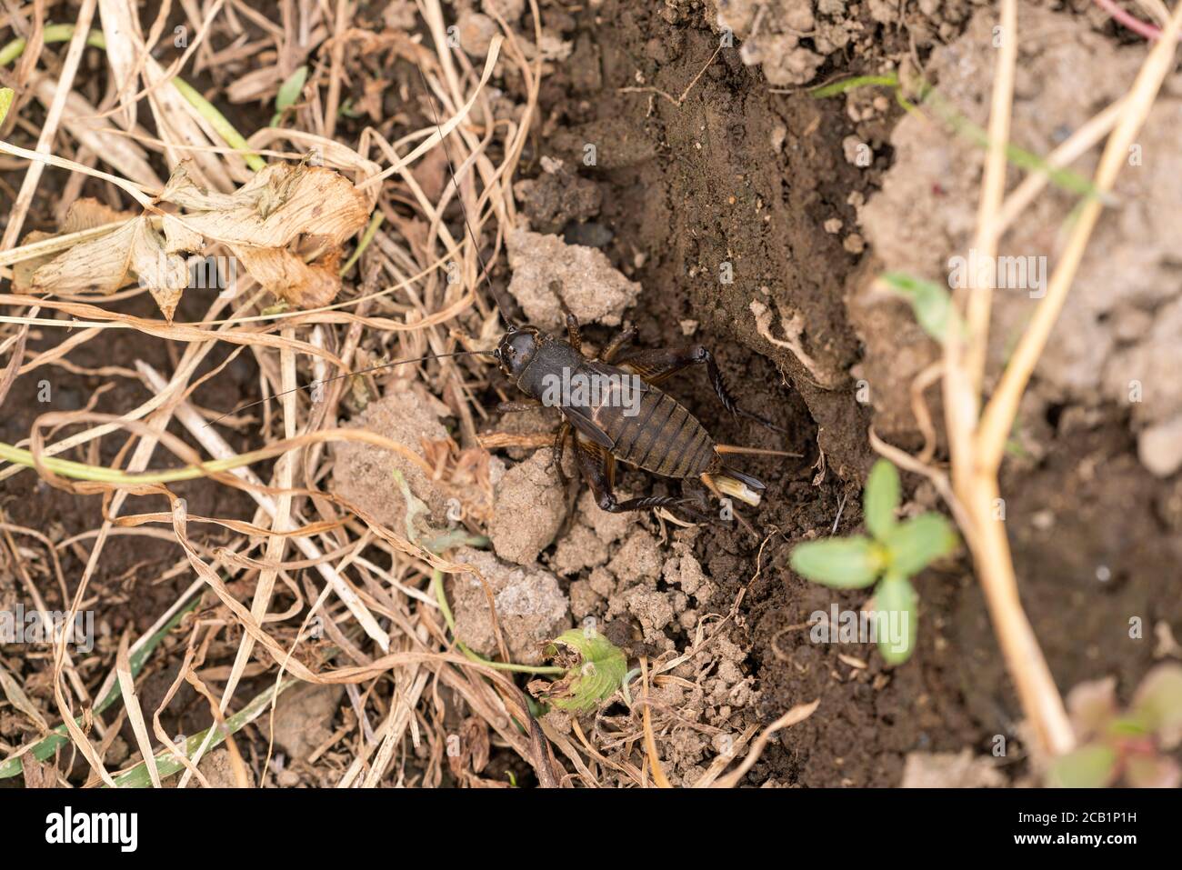 Teleogryllus emma hi-res stock photography and images - Alamy