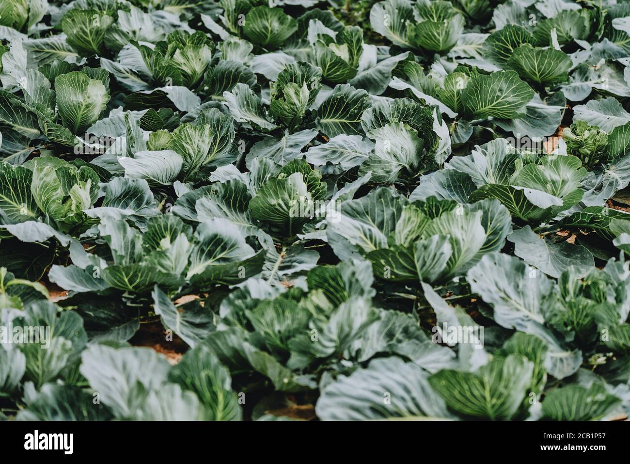Fresh cabbage in the agricultural farm Stock Photo - Alamy
