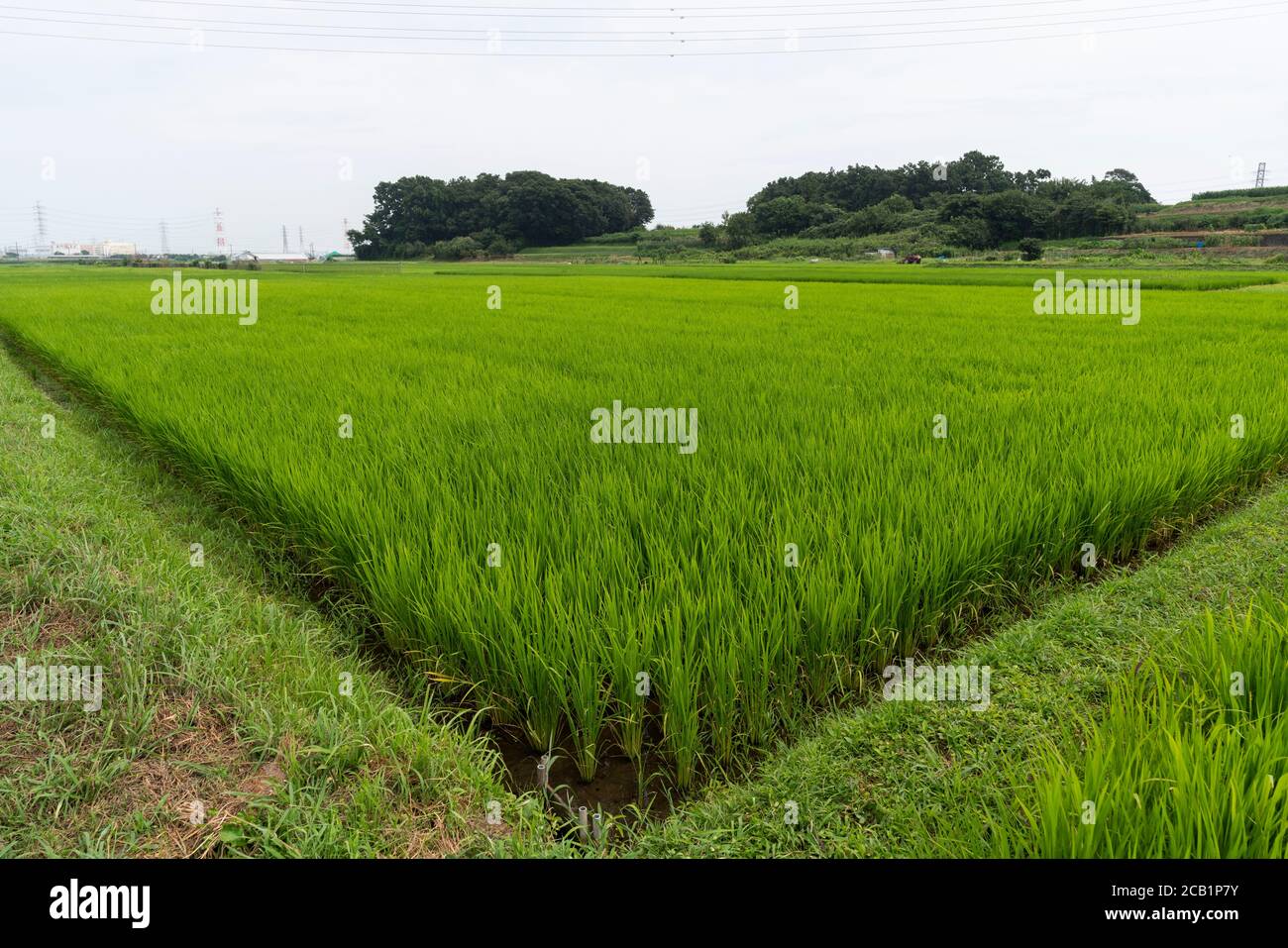 Rice field in August, Isehara City, Kanagawa Prefecture, Japan Stock ...