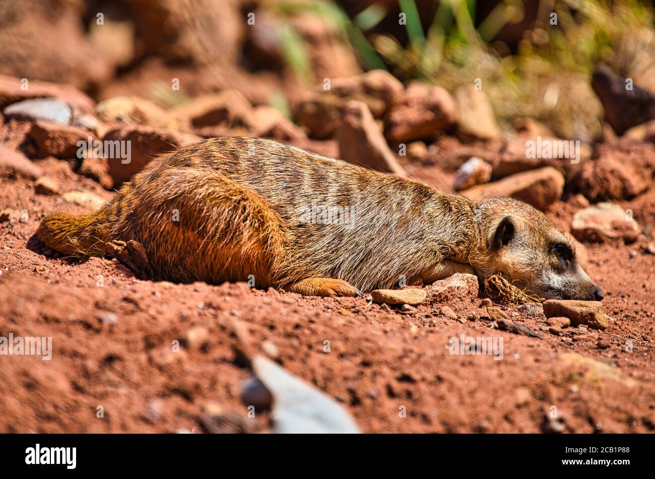 Meerkat tunnel hi-res stock photography and images - Alamy