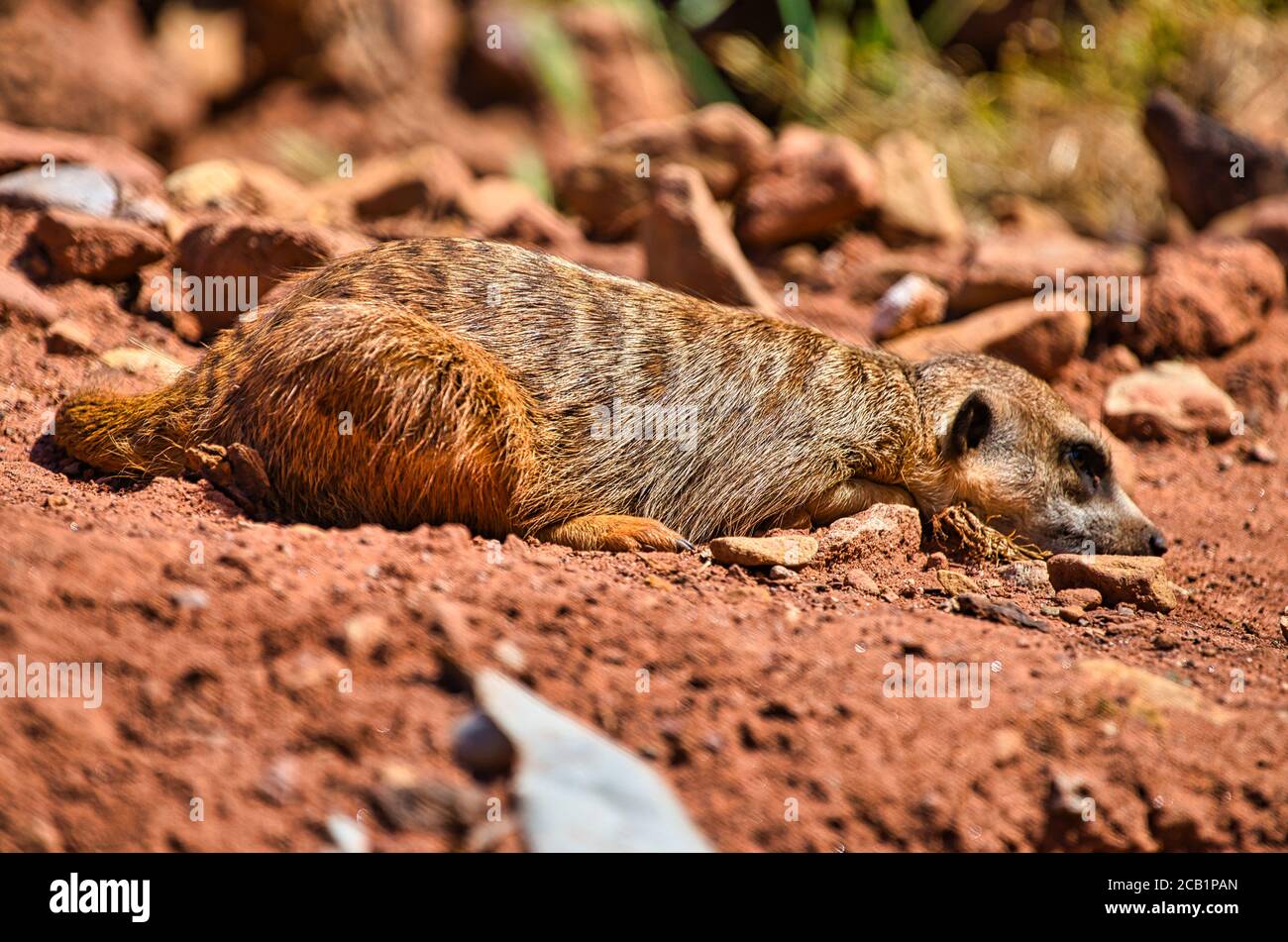 Meerkat tunnel hi-res stock photography and images - Alamy