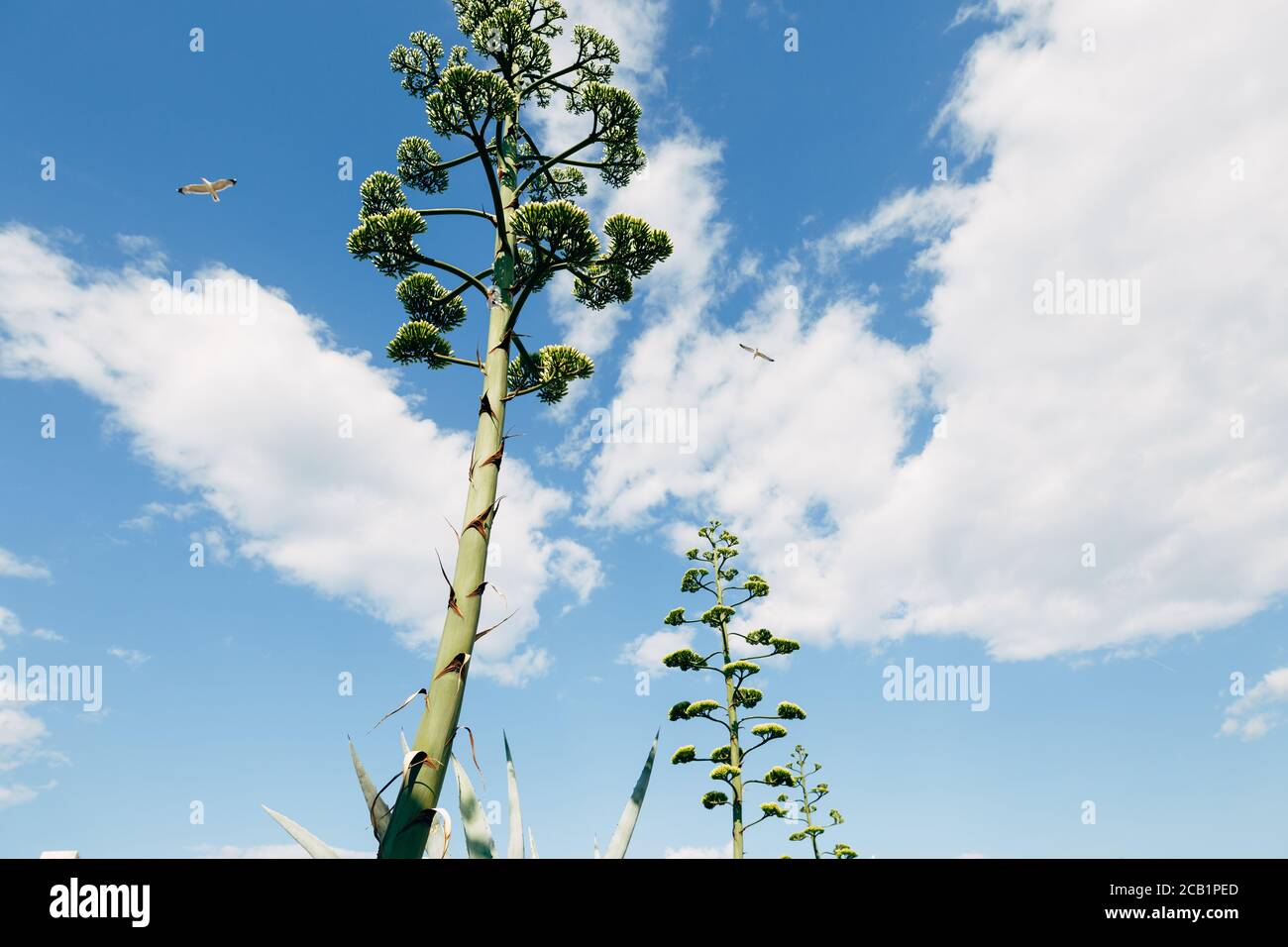 A fluffy crown of a blooming agave against the background of a blue sky ...