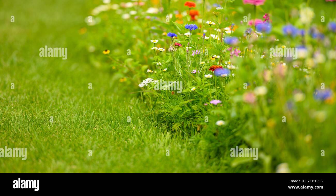 Very small wildflowers hi-res stock photography and images - Alamy
