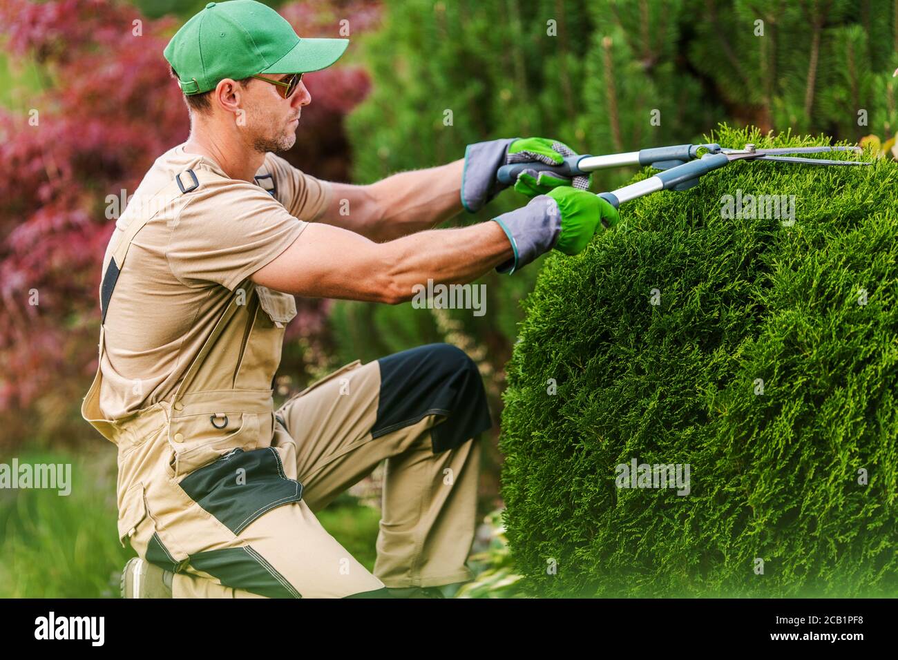 Middle Age Professional Gardener Trimming And Shaping Small Bushes ...