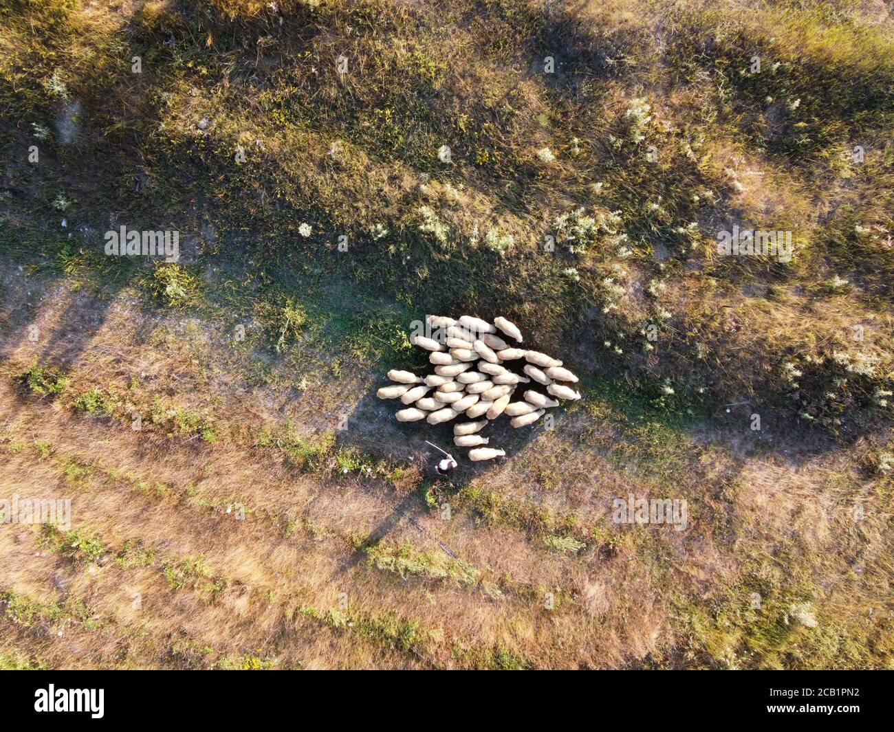Aerial view herd sheep hi-res stock photography and images - Alamy
