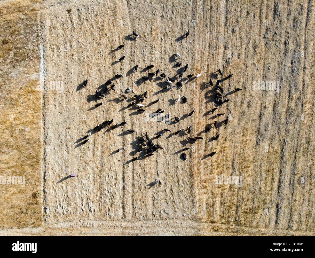 Aerial view grazing sheep goats hi-res stock photography and images - Alamy