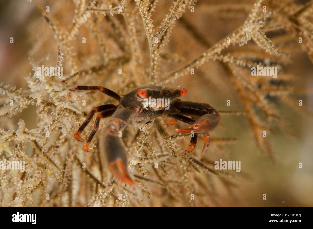 Quadrella hi-res stock photography and images - Alamy